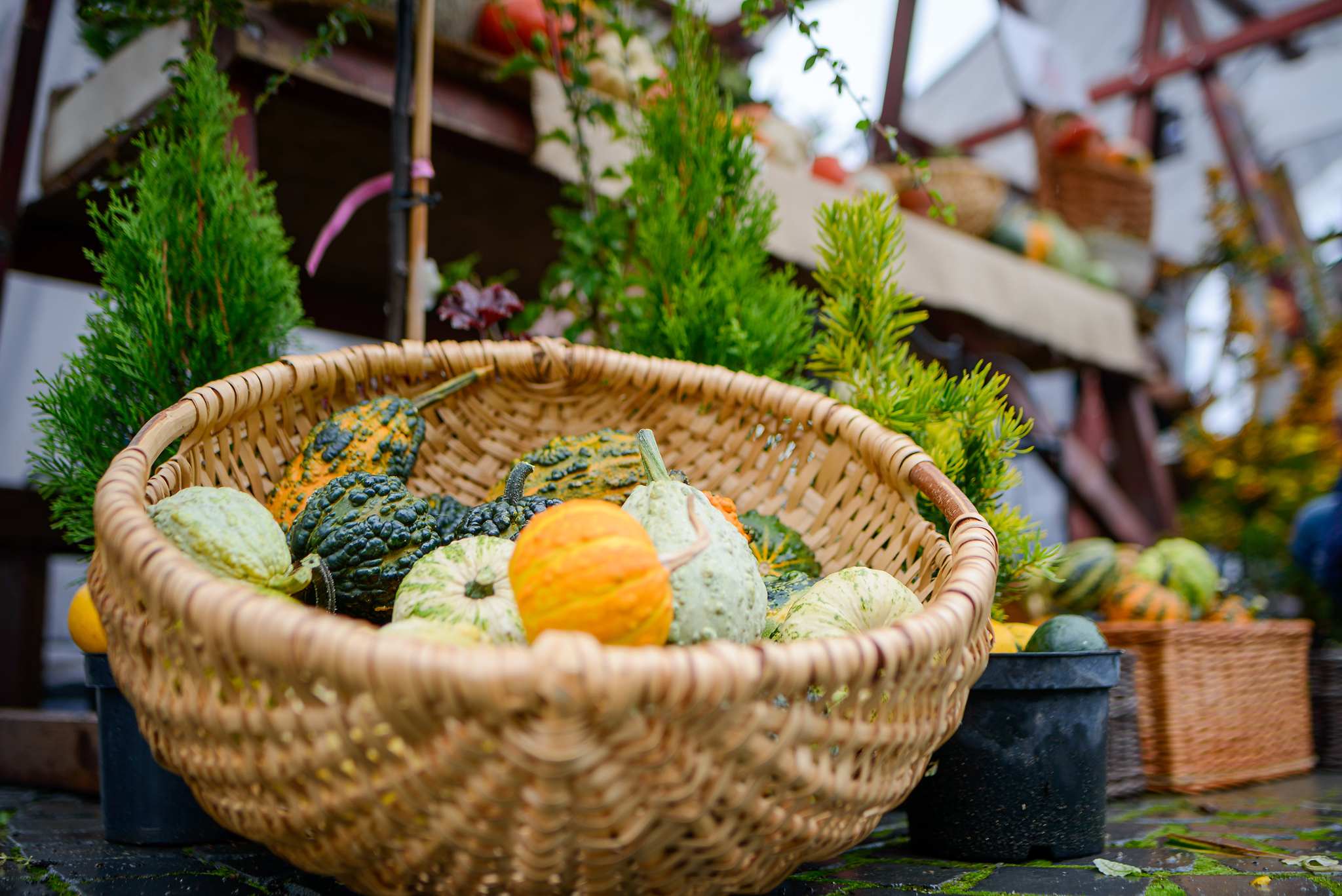 Őszi vásár - jelentkezési adatlapok - Kónya Ádám Művelődési Ház